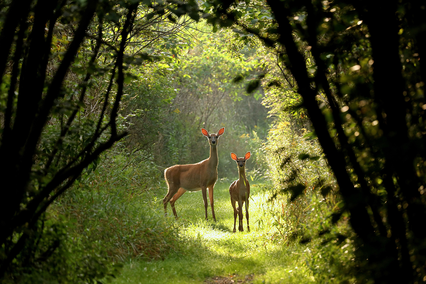 Forêts, faune et flore - Meuse Attractivité